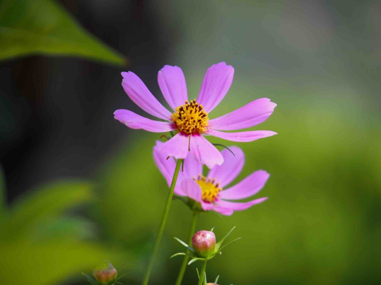 FoxyProxyでプロキシの切替 | kali linux覚え書き