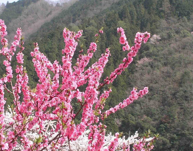 Clamav その2 | kali linux覚え書き